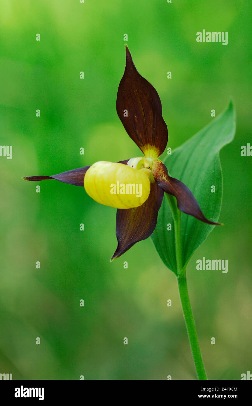 Yellow Lady's Slipper Cypripedium calceolus blooming Switzerland Stock ...