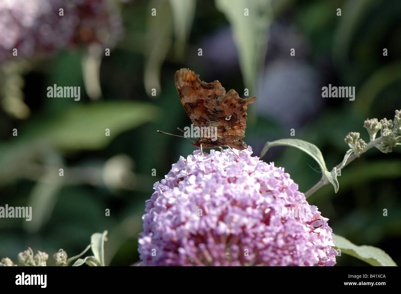 Butterfly buddleia wings insect hi-res stock photography and images - Alamy