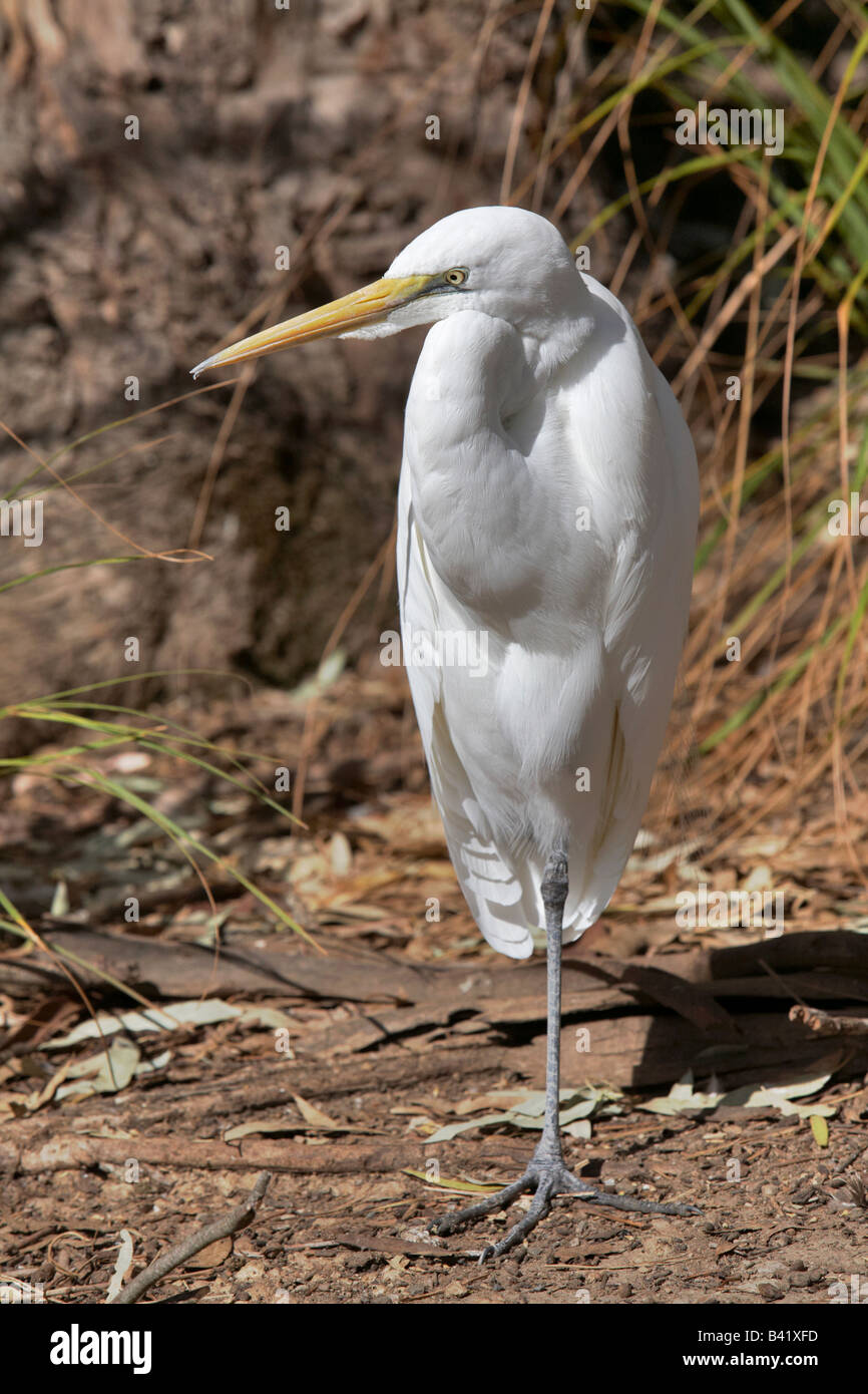 White egret hi-res stock photography and images - Alamy