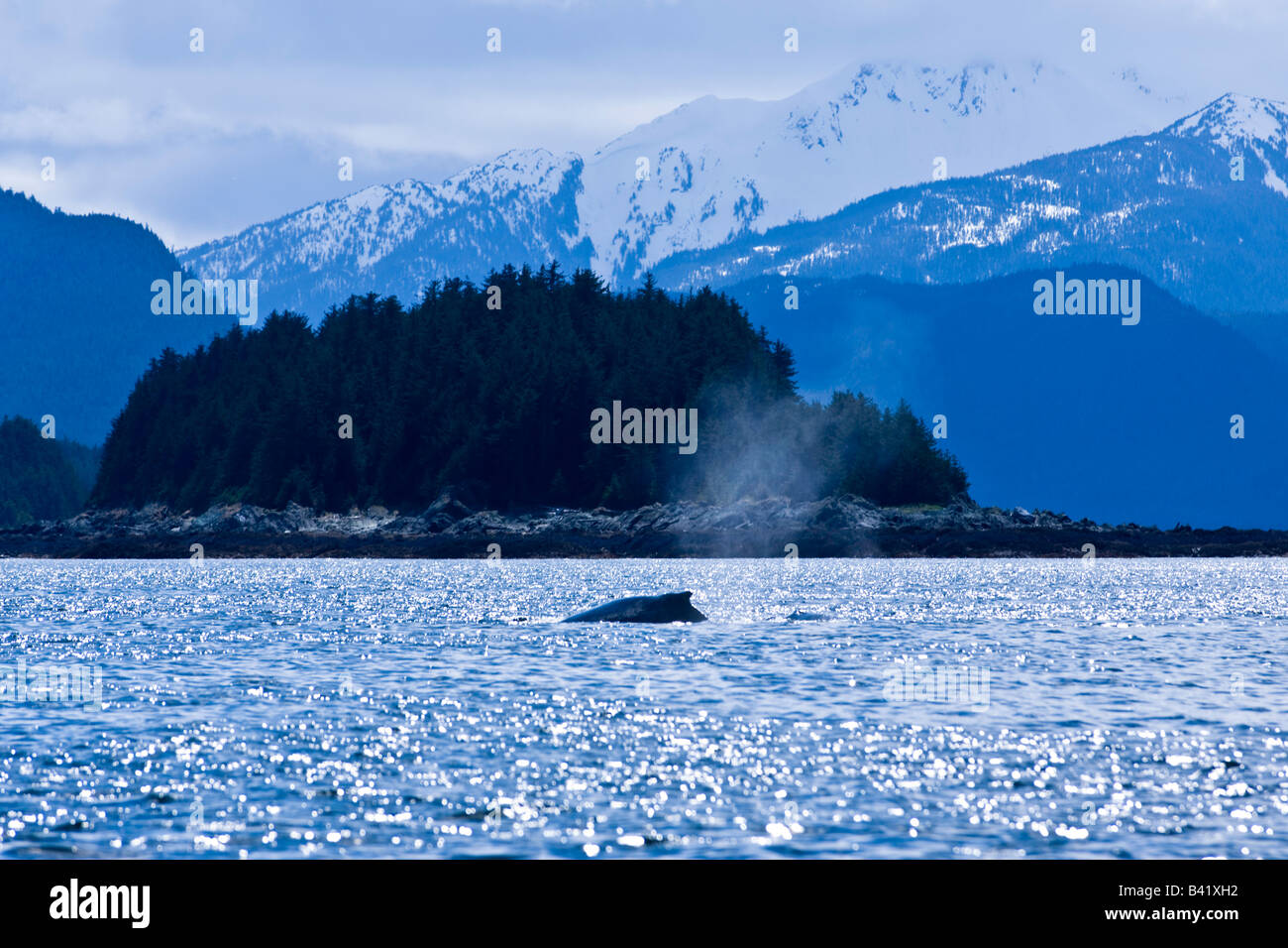 Whale cow hi-res stock photography and images - Alamy