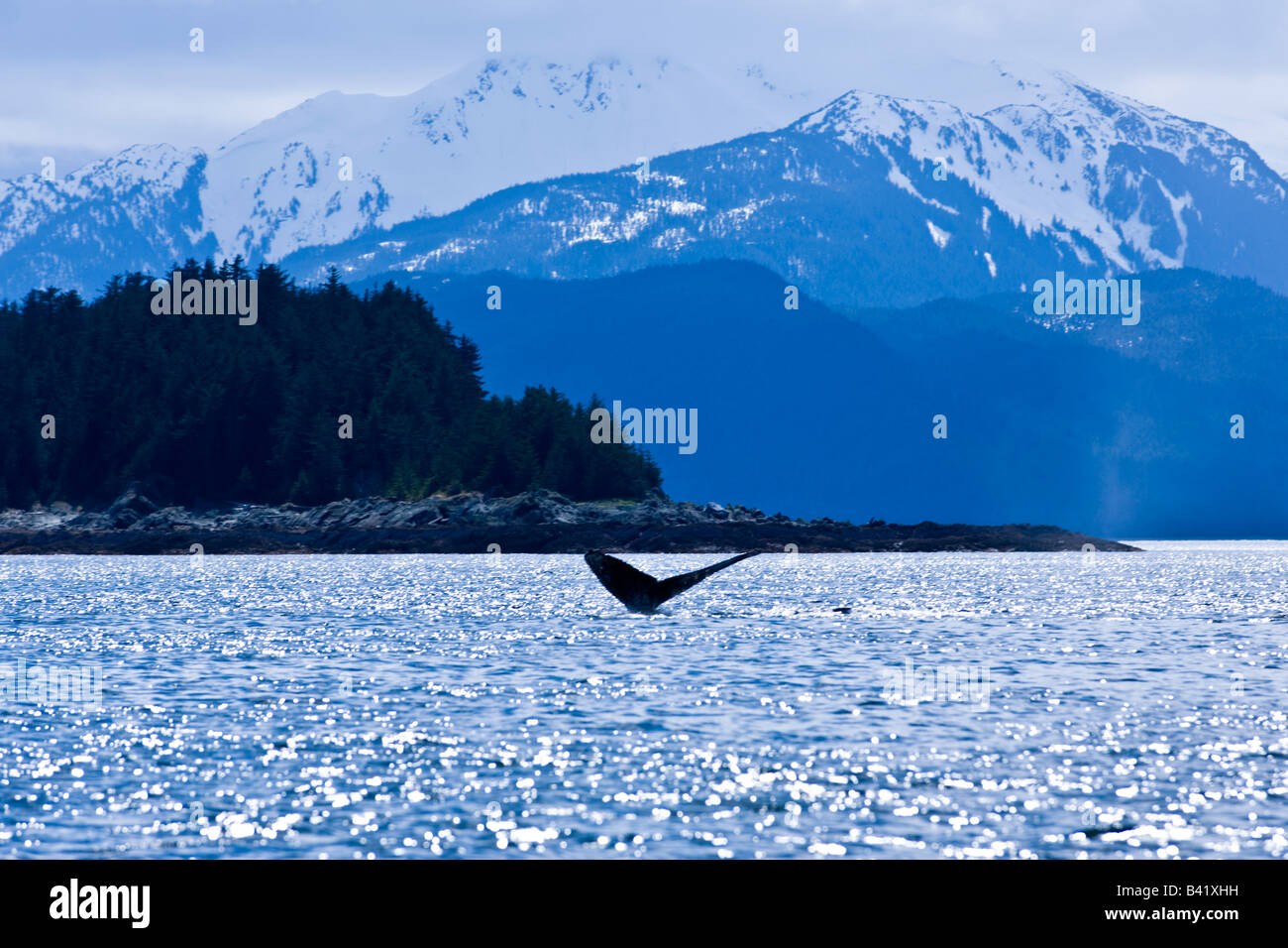 Humpback Whale cow and calf Stock Photo - Alamy