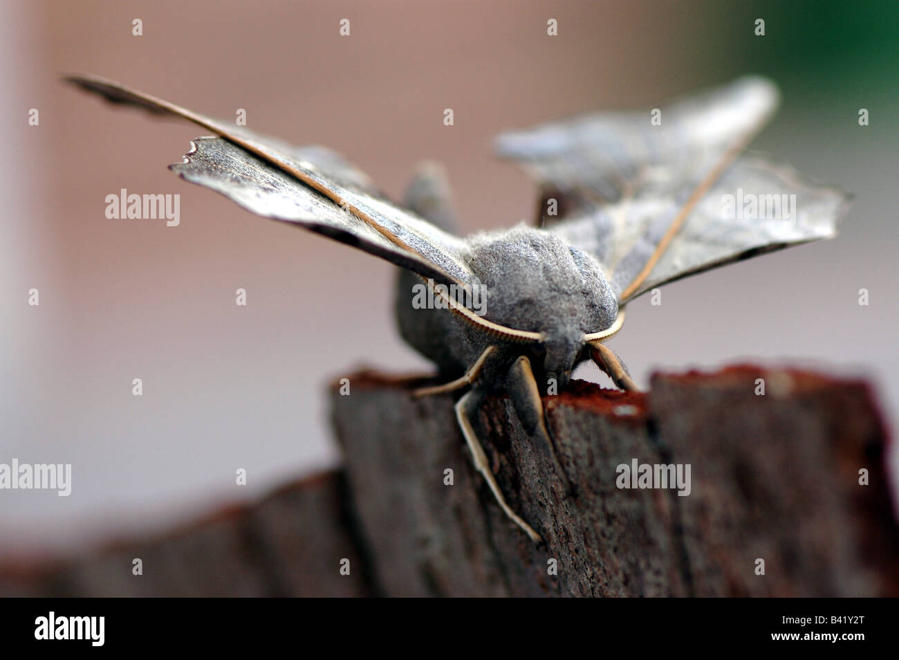Grey gray eyes antennae sphingidae wings hi-res stock photography and ...