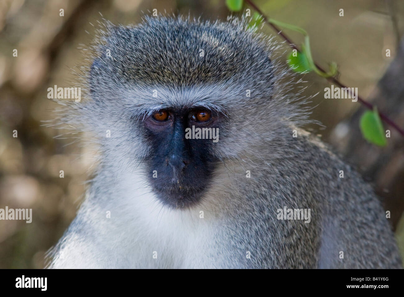 Portrait of vervet monkey Stock Photo - Alamy