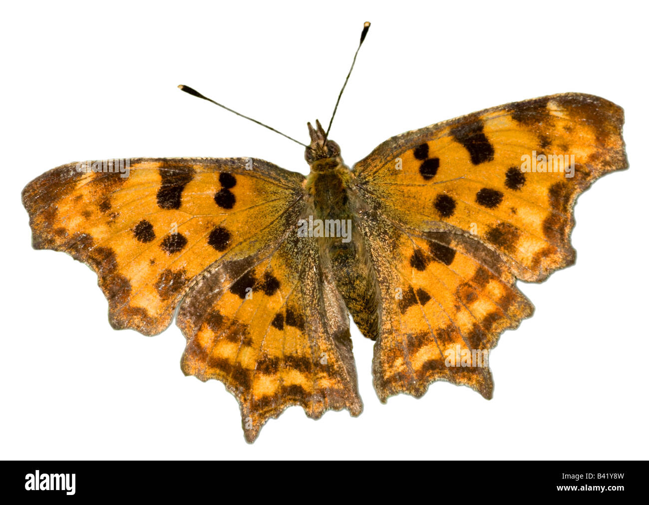 Comma Cut Out Stock Images & Pictures - Alamy
