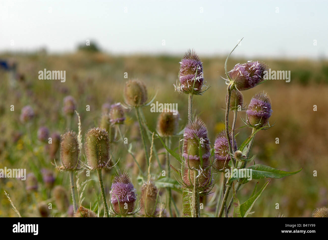 A field of Teasel in summer Stock Photo - Alamy
