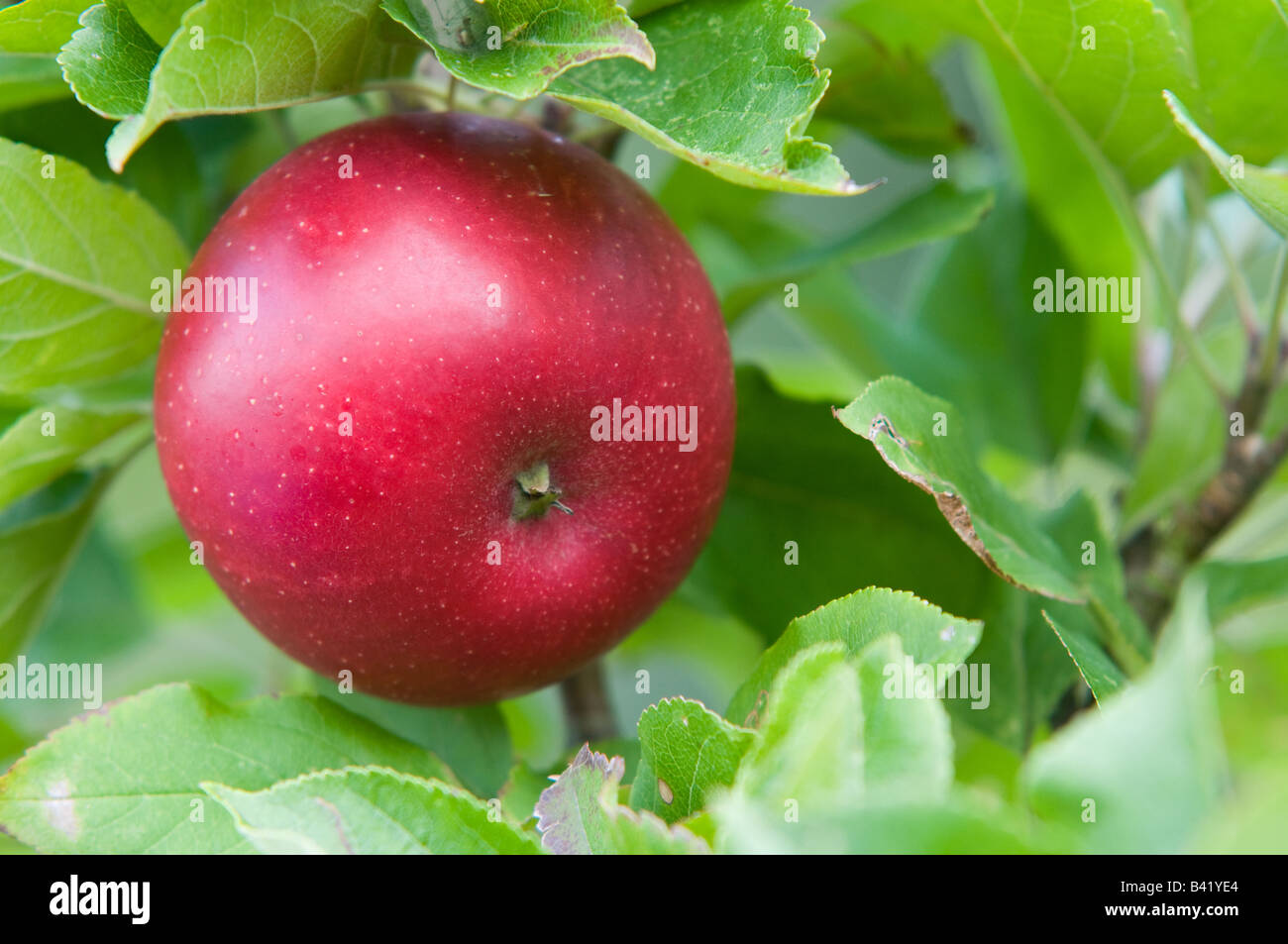 Apple orchard uk basket hi-res stock photography and images - Alamy