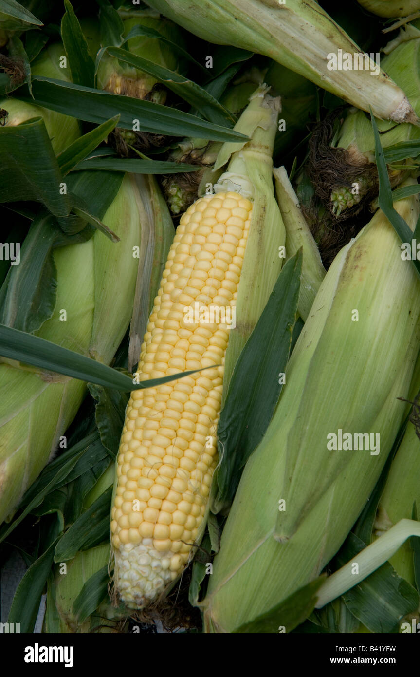 fresh locally grown corn cobs on sale on market stall in Ludlow England ...