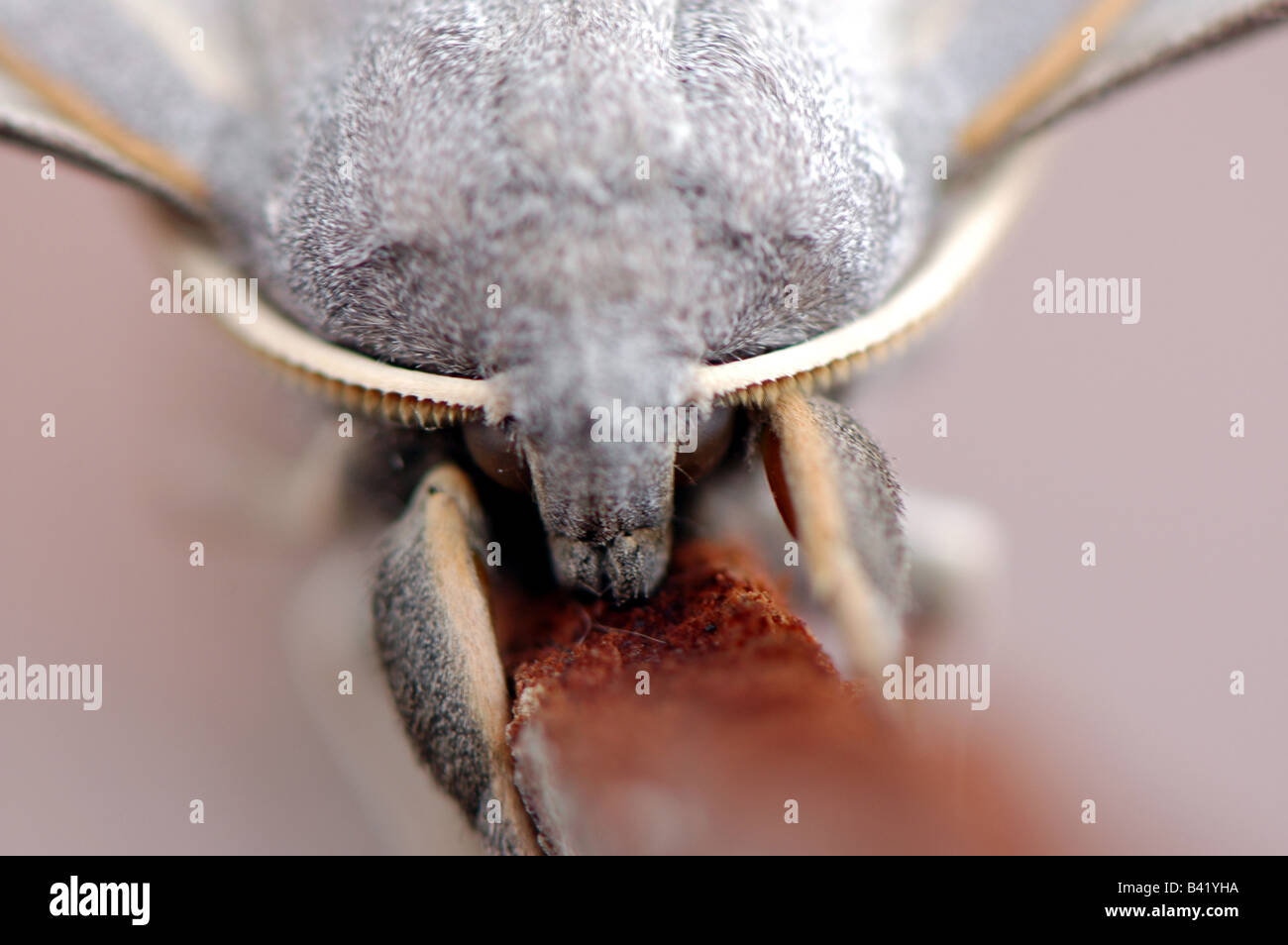 Grey gray eyes antennae sphingidae wings hi-res stock photography and ...