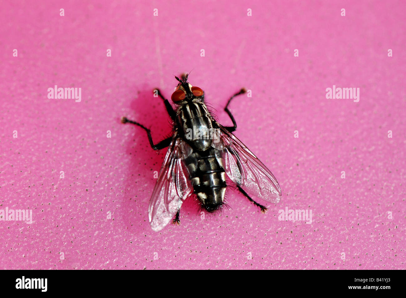 Pink slide hi-res stock photography and images - Alamy