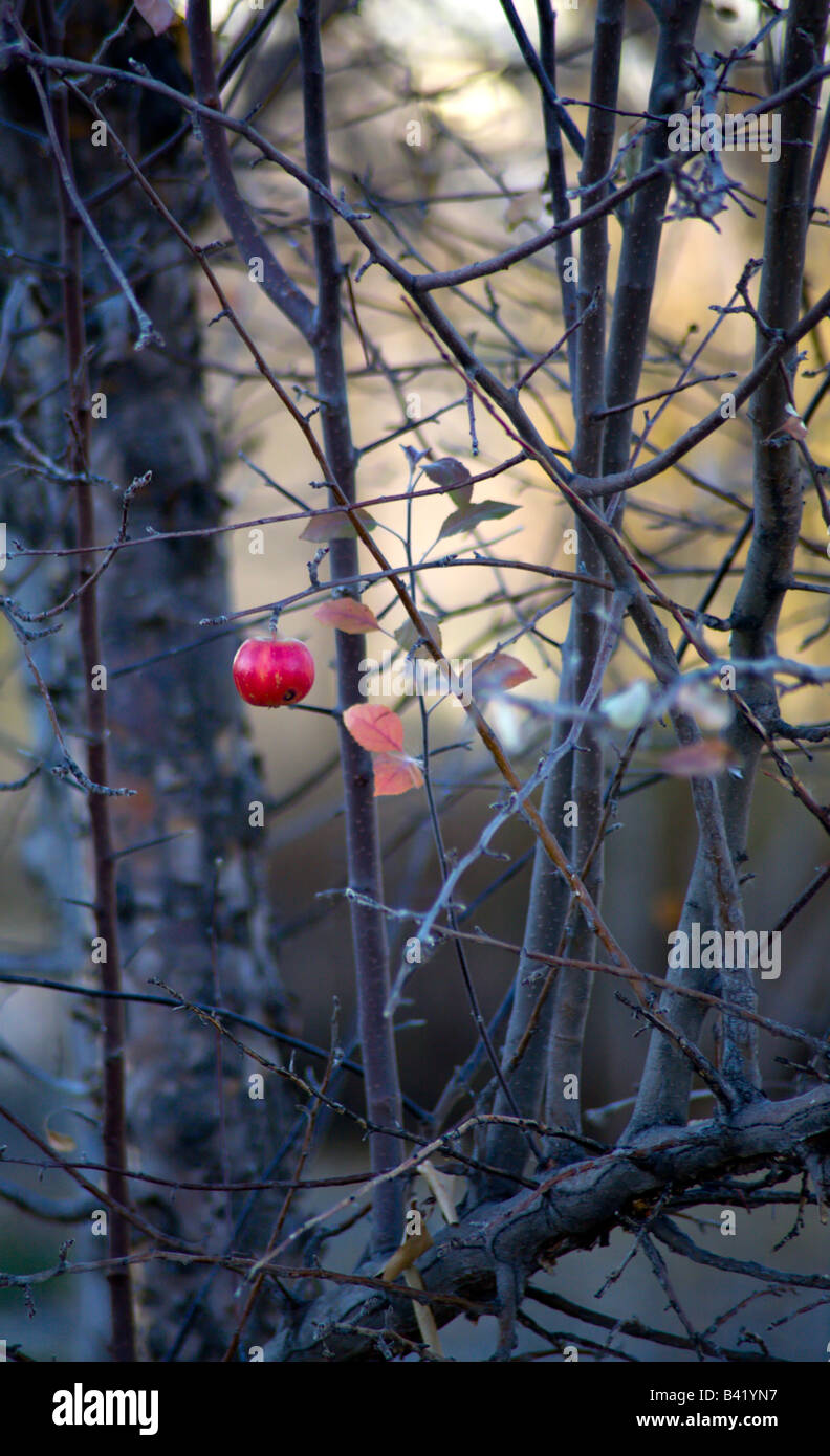 Lone apple on apple tree going into winter Stock Photo - Alamy