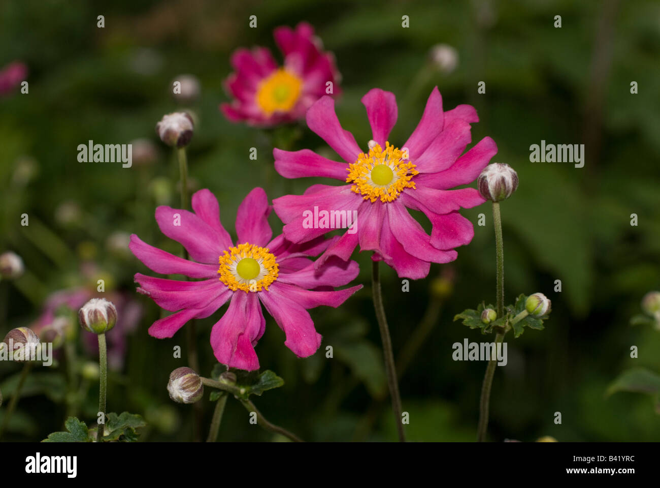Anemone - pink Wind flower Stock Photo - Alamy