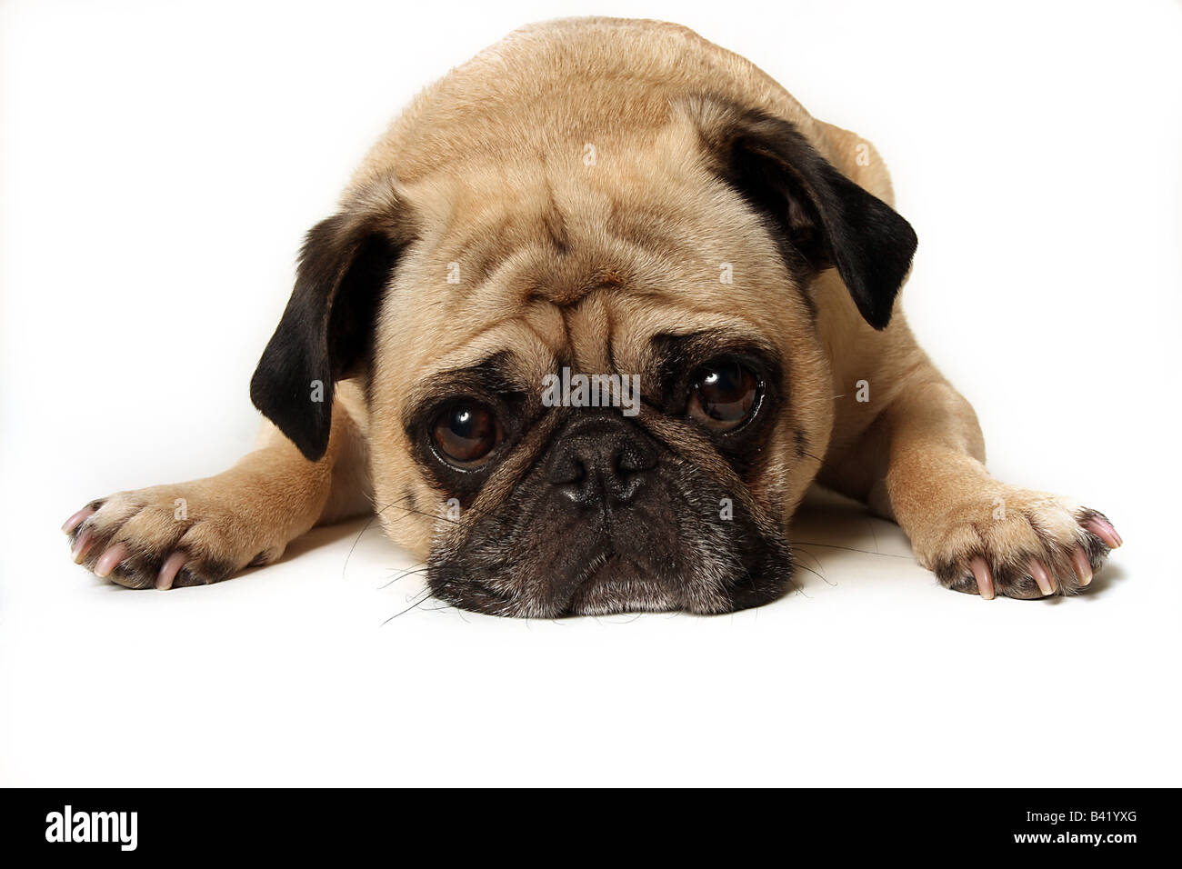 Sad Pug isolated on white Stock Photo - Alamy