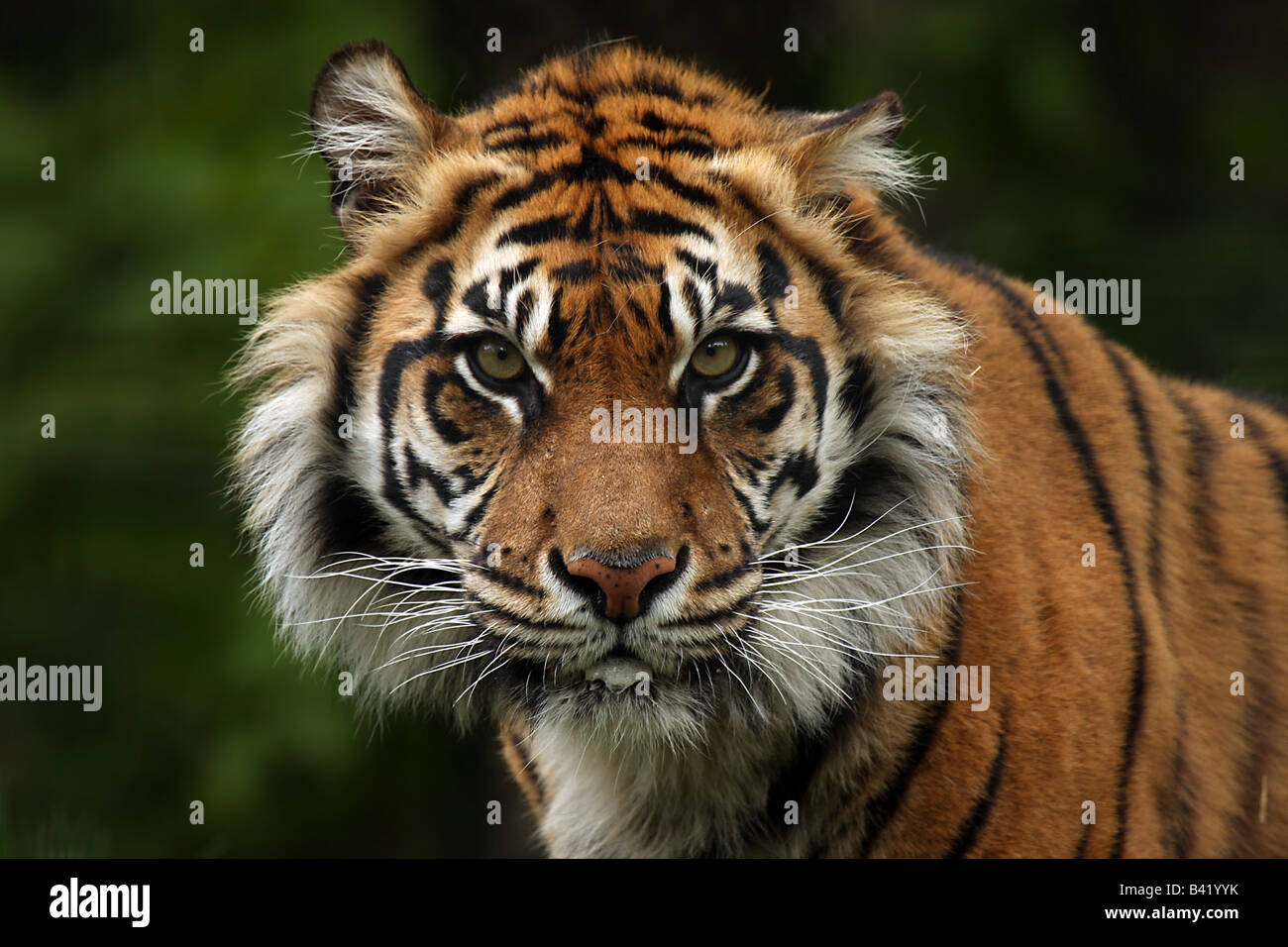 Aggressive Sumatran Tiger Stock Photo - Alamy