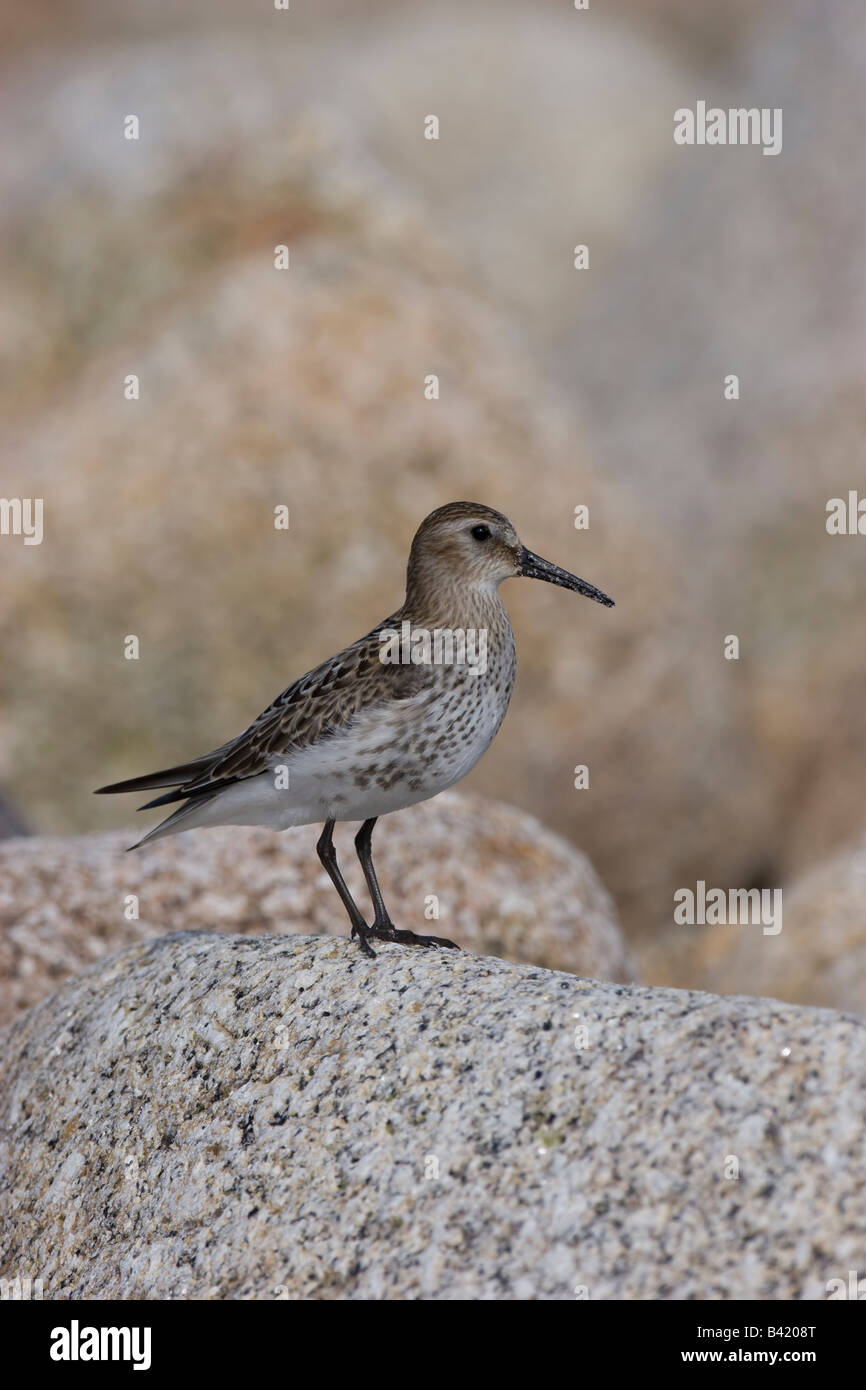 Dunlin calidris hi-res stock photography and images - Alamy