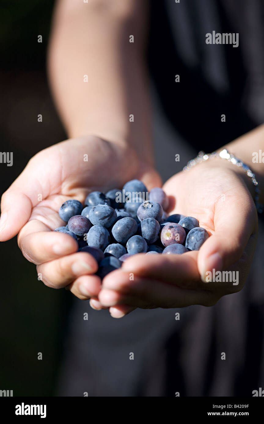 Woman's hands holding freshly picked organic blueberries at the U-pick ...