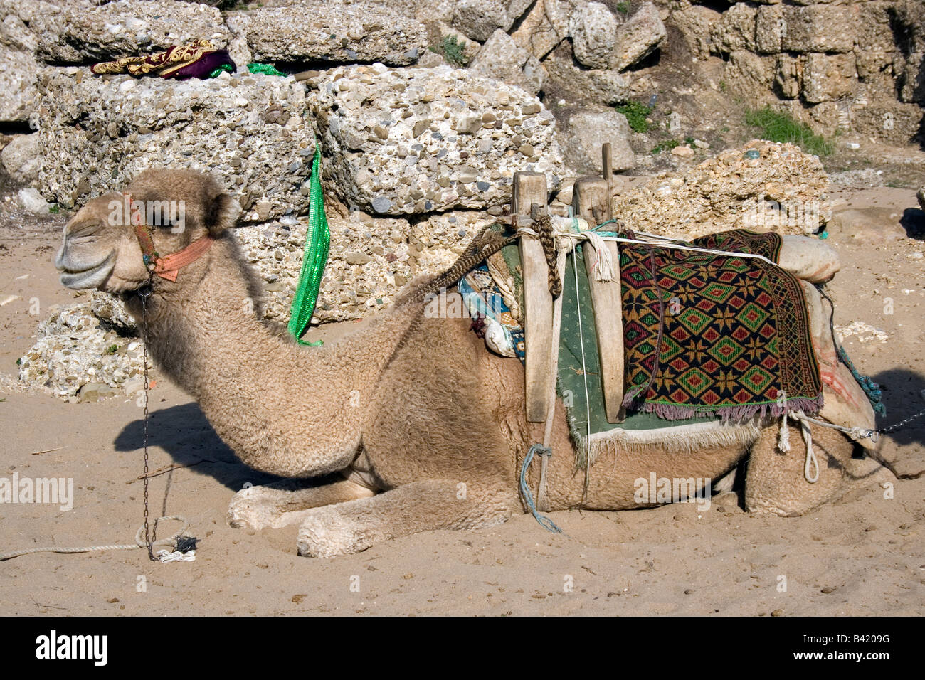 Camel at rest hi-res stock photography and images - Alamy