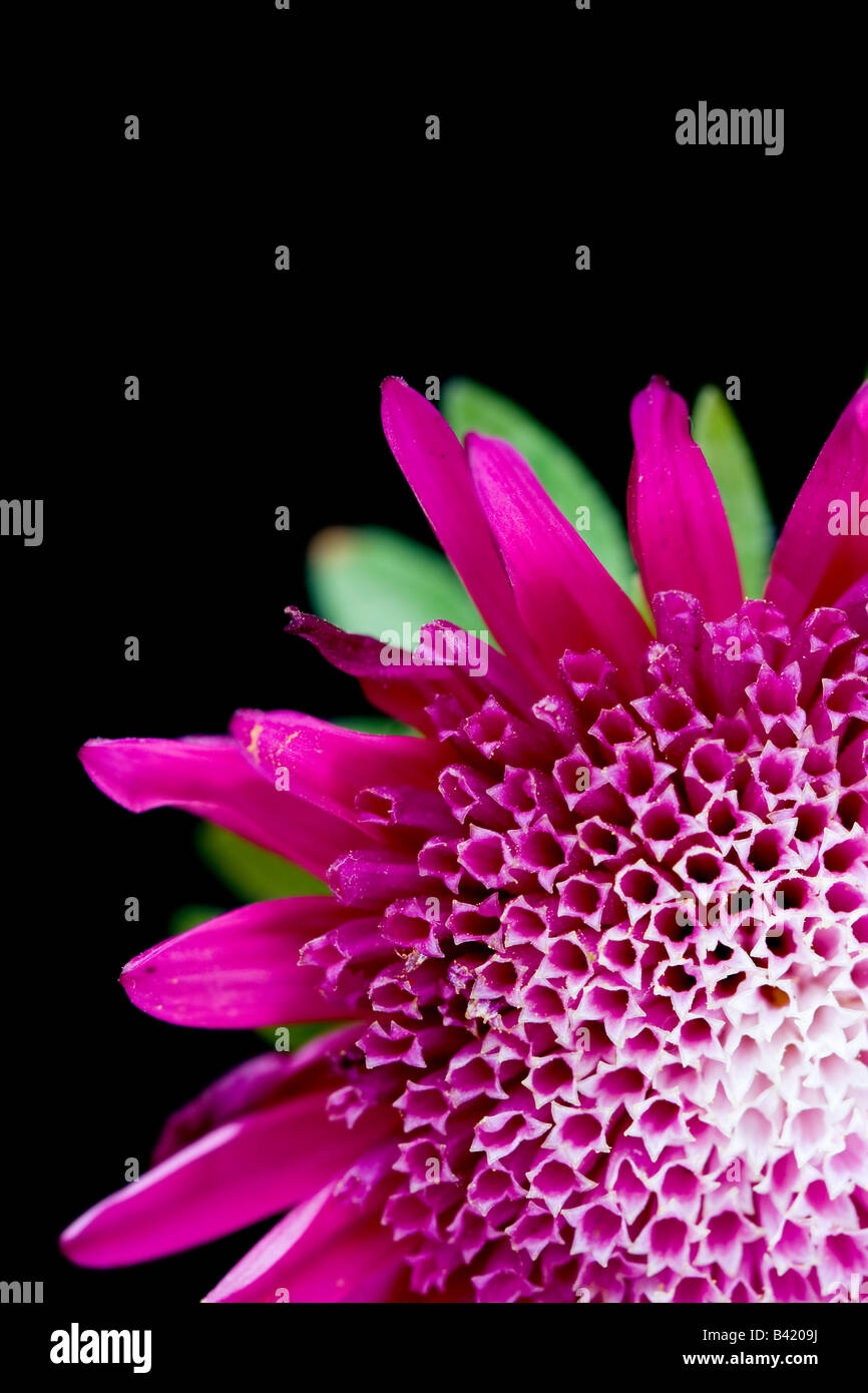 Macro shot gerber blossom hi-res stock photography and images - Alamy