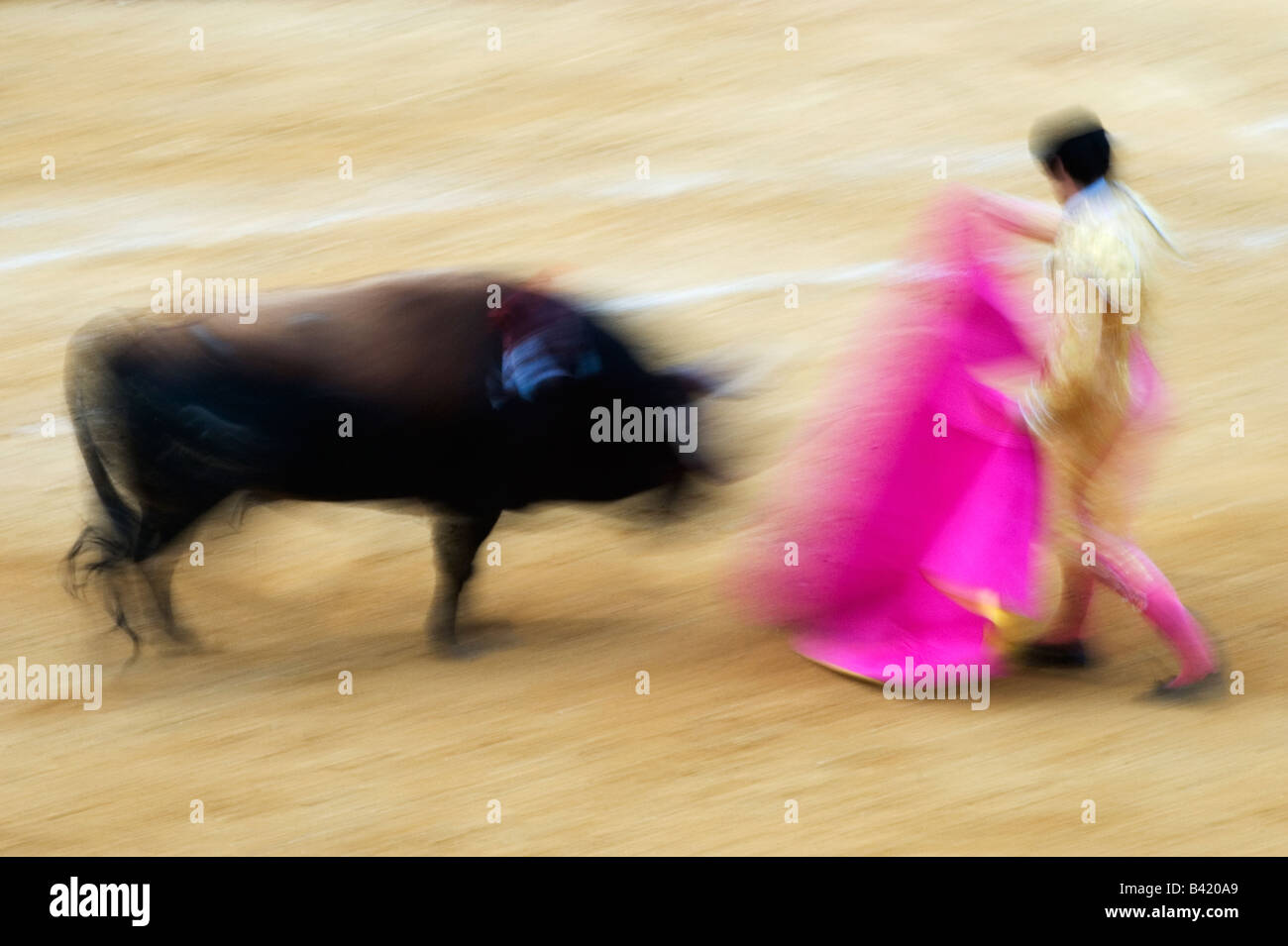 Bull Of Bullfight High Resolution Stock Photography and Images - Alamy
