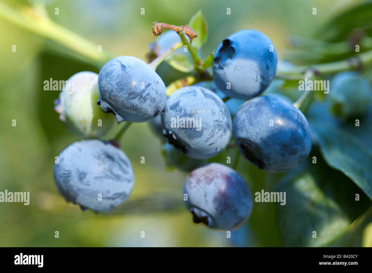 Organic blueberries bush at U-pick blueberry farm in Port Langley ...