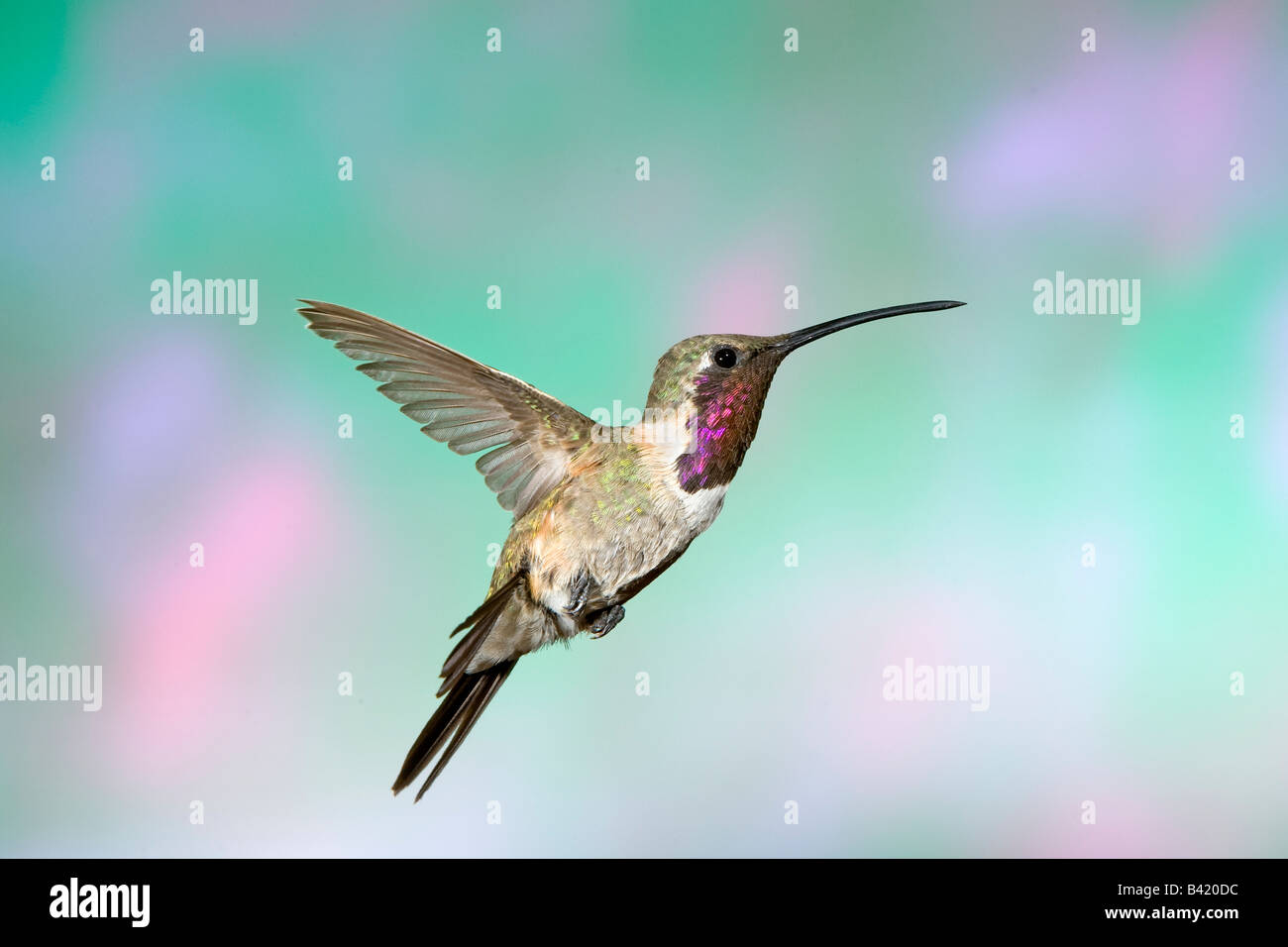 Lucifer Hummingbird Calothorax lucifer Hereford Arizona United States ...