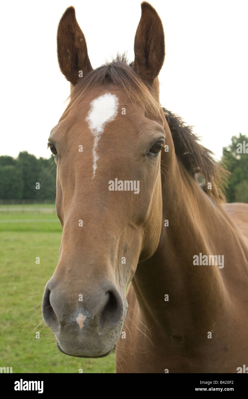 Foul horse hi-res stock photography and images - Alamy