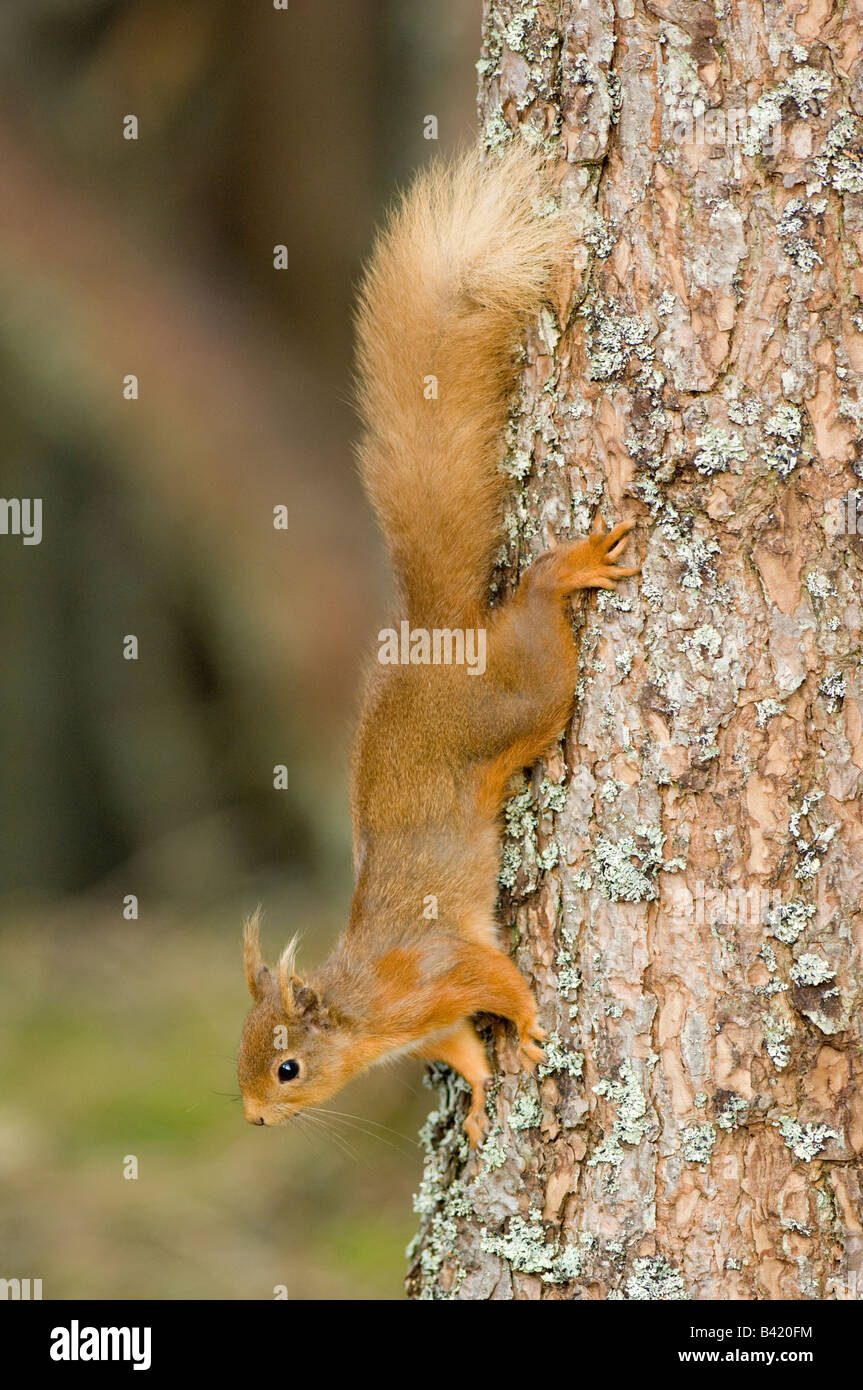 Red squirrel Sciurus vulgaris on Scots pine tree trunk Stock Photo - Alamy