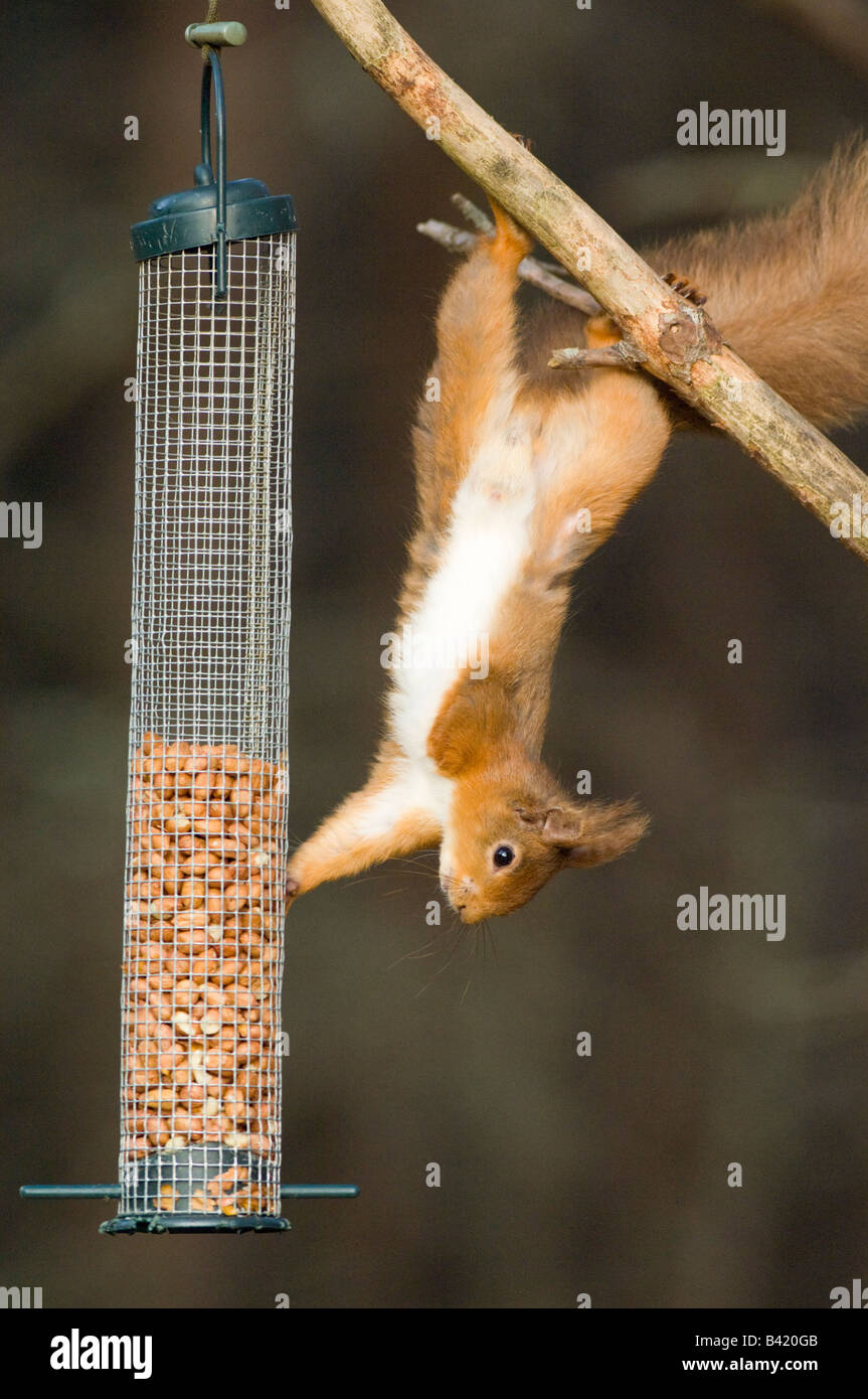 Red squirrel Sciurus vulgaris feeding at a peanut feeder for birds ...