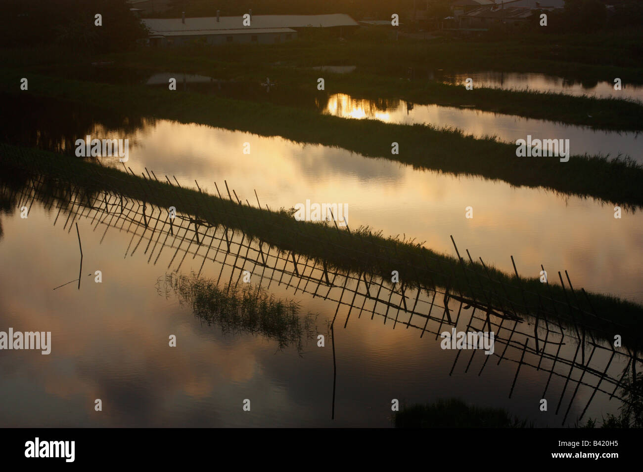 Oriental weather fish hi-res stock photography and images - Alamy
