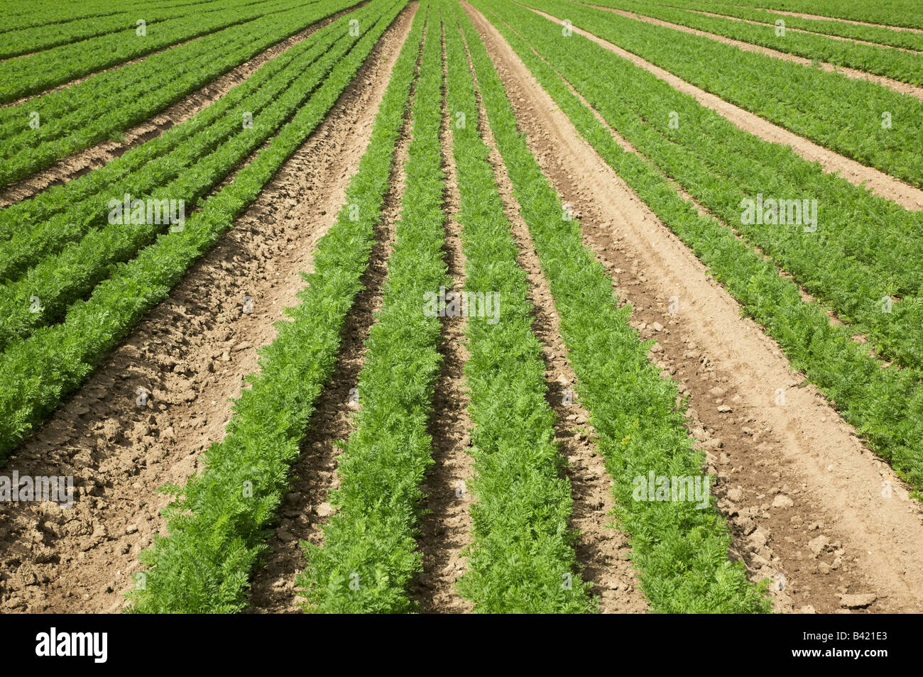 Row carrot hi-res stock photography and images - Alamy