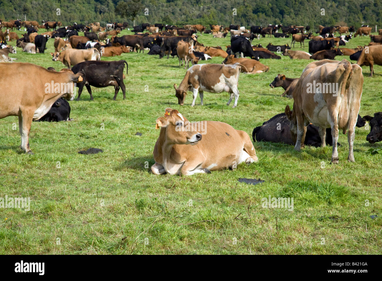 Sitting cows hi-res stock photography and images - Alamy