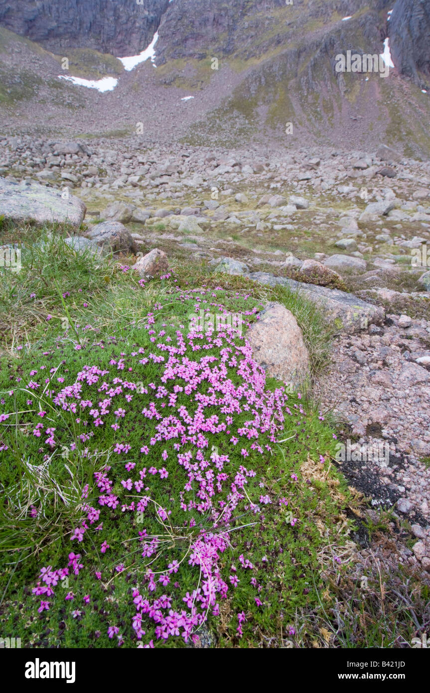 Moss Campion Silene acaulis growing in Coire an t Sneachda a glacial ...