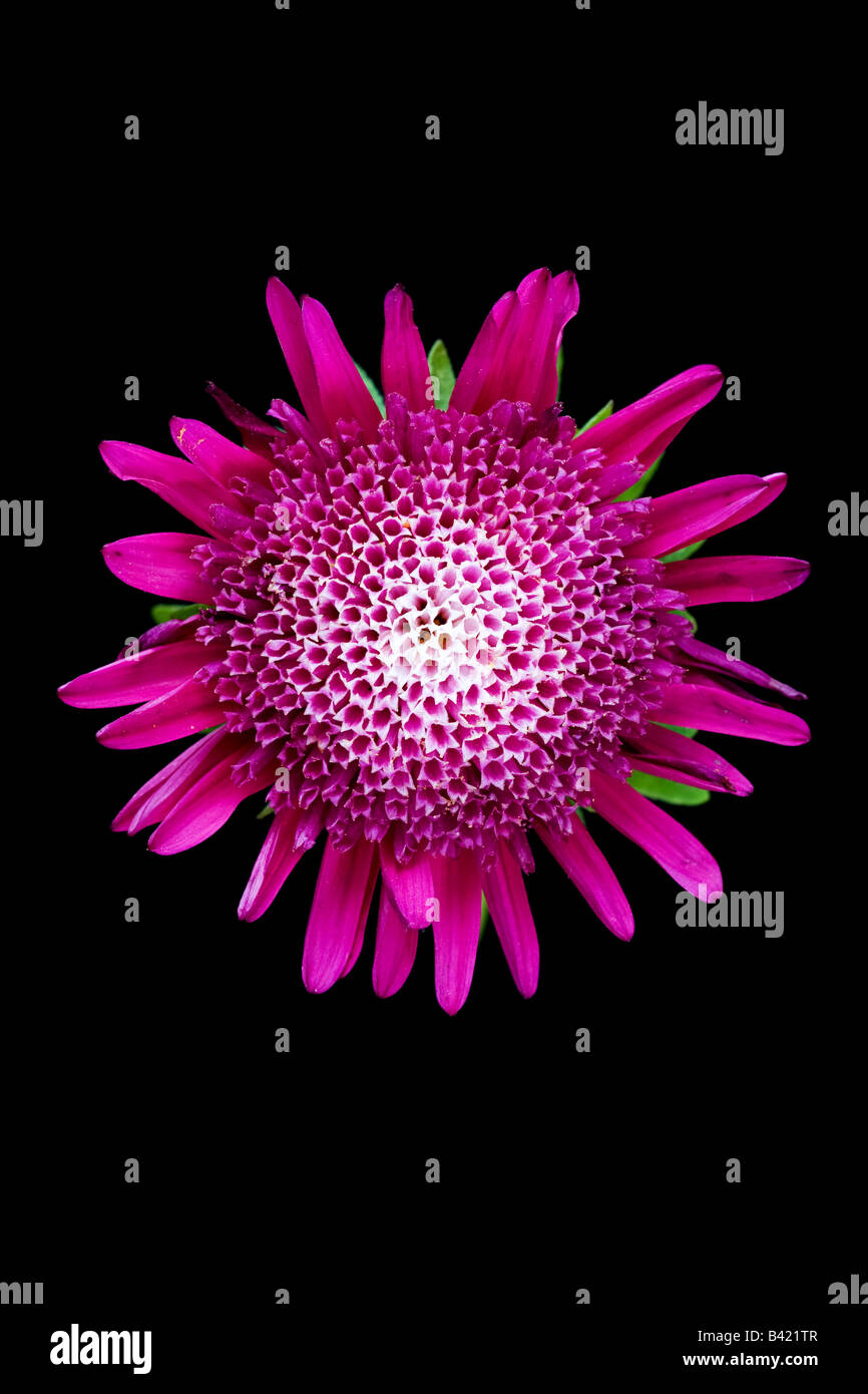 Macro shot gerber blossom hi-res stock photography and images - Alamy