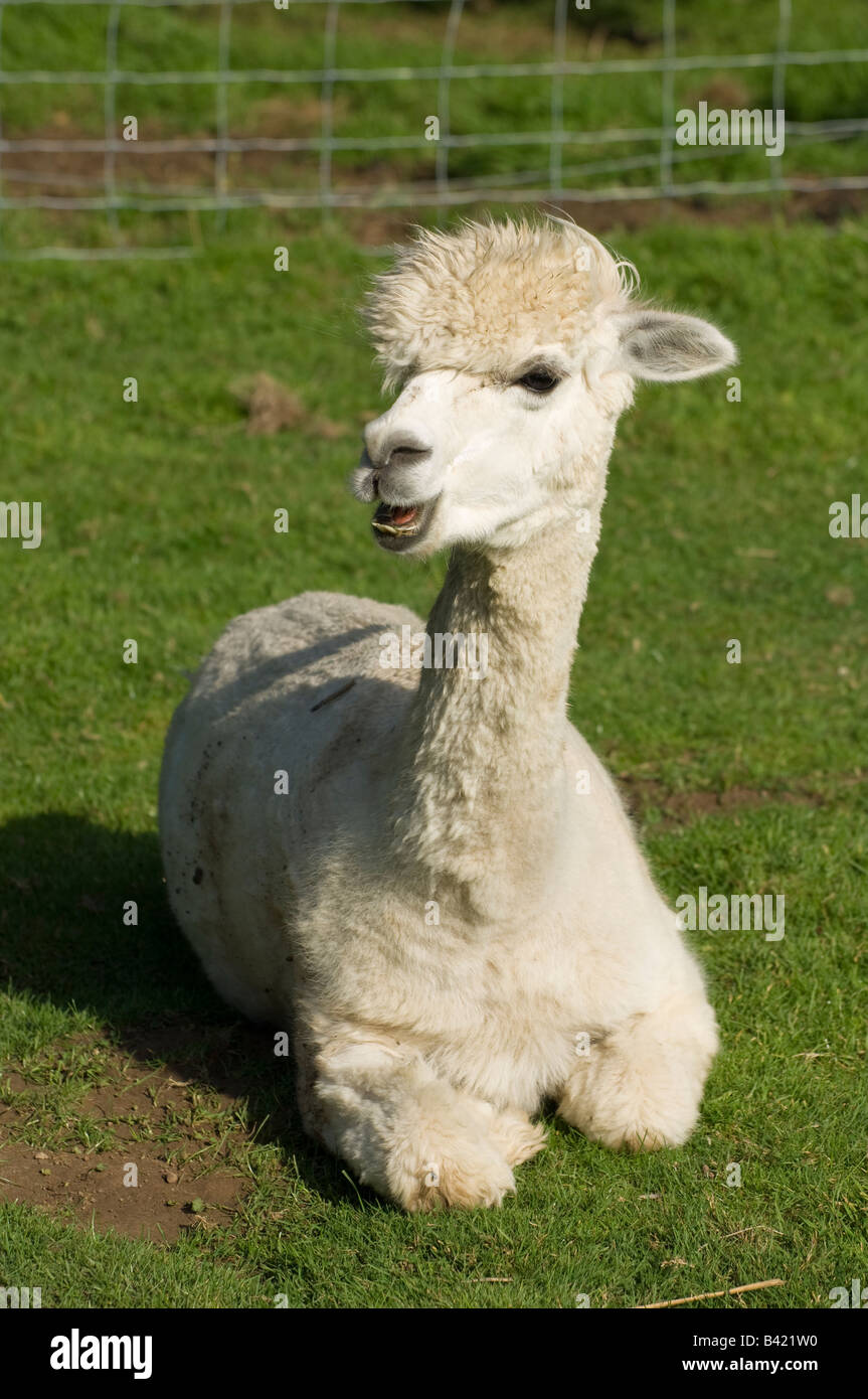 Alpaca fibres hi-res stock photography and images - Alamy