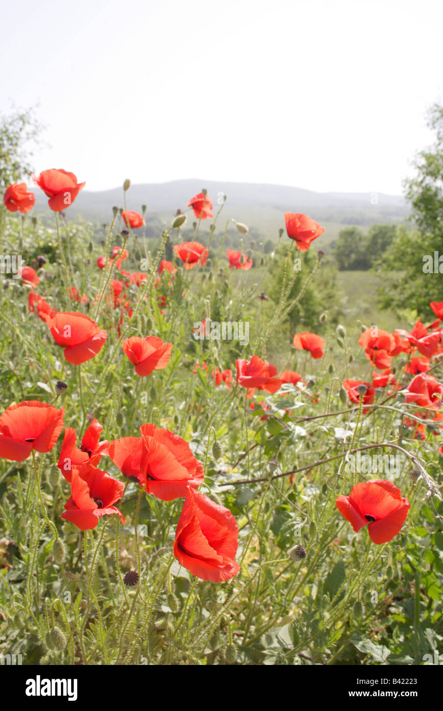 many red papaver Stock Photo - Alamy