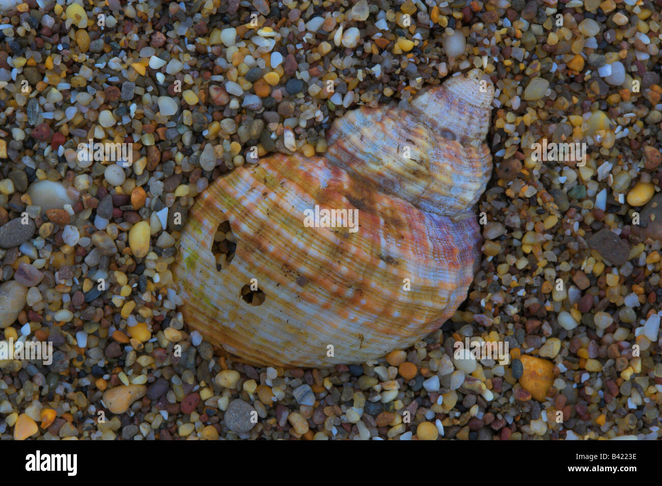 Shell of crab hi-res stock photography and images - Alamy