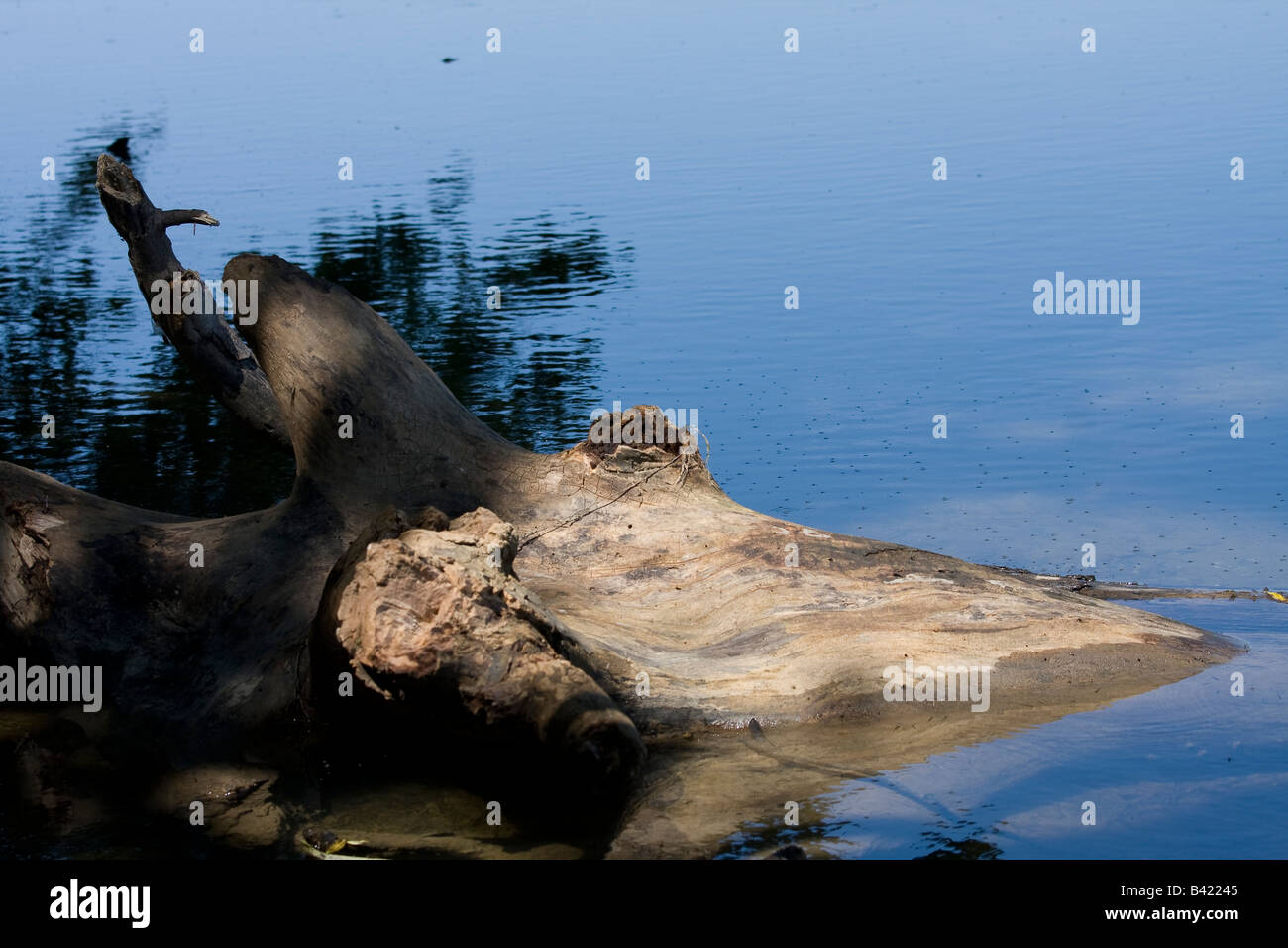 Old log in river hi-res stock photography and images - Alamy