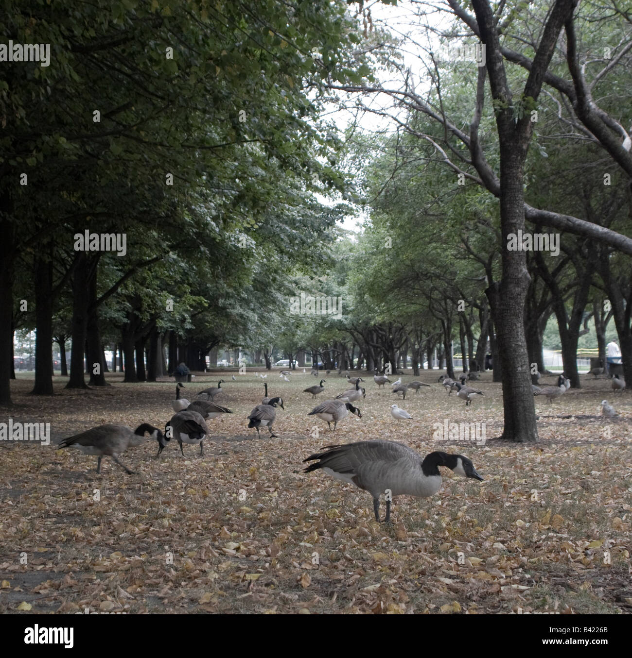 Canadian geese hi-res stock photography and images - Alamy