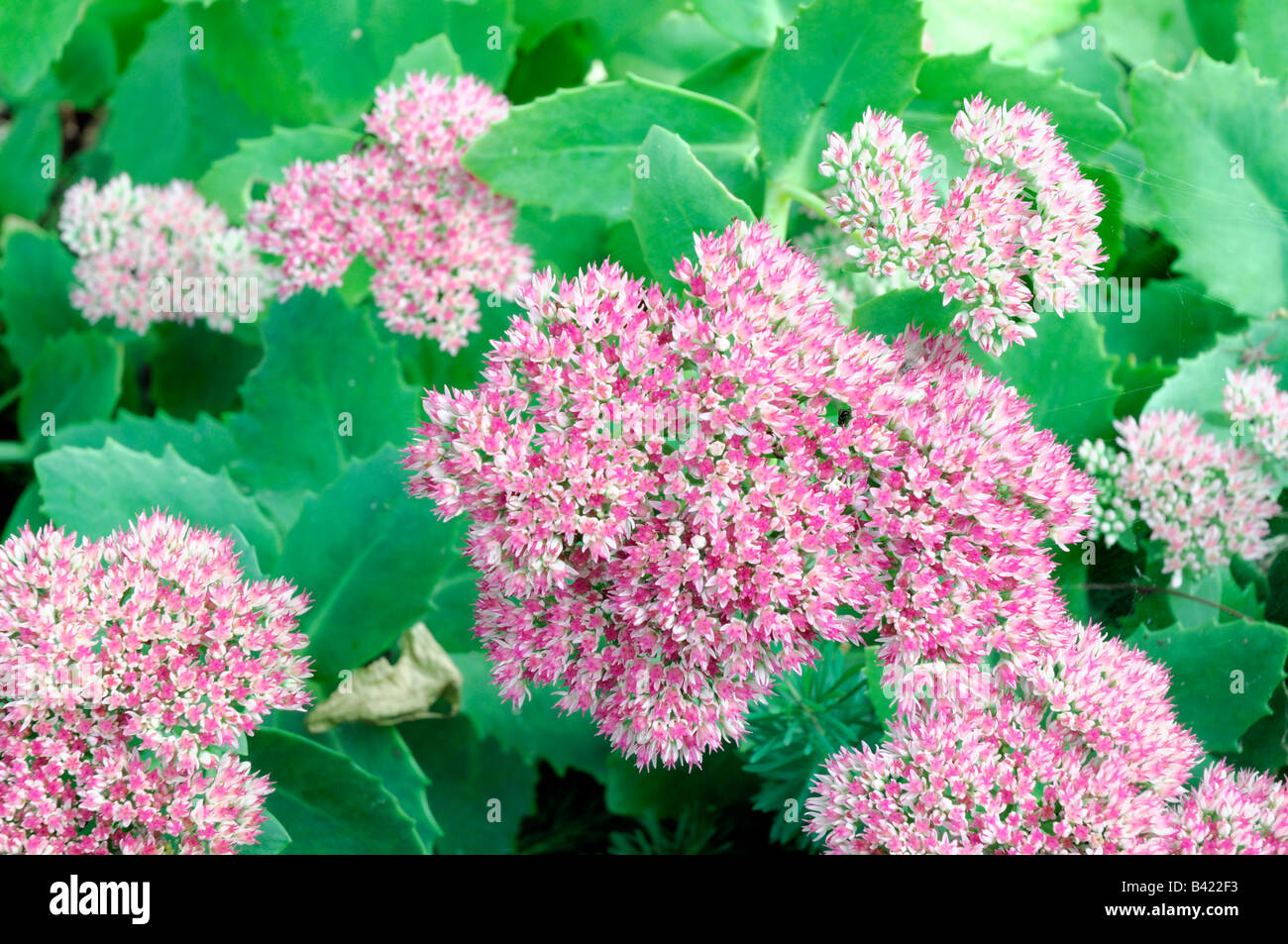 Sedum plant hi-res stock photography and images - Alamy