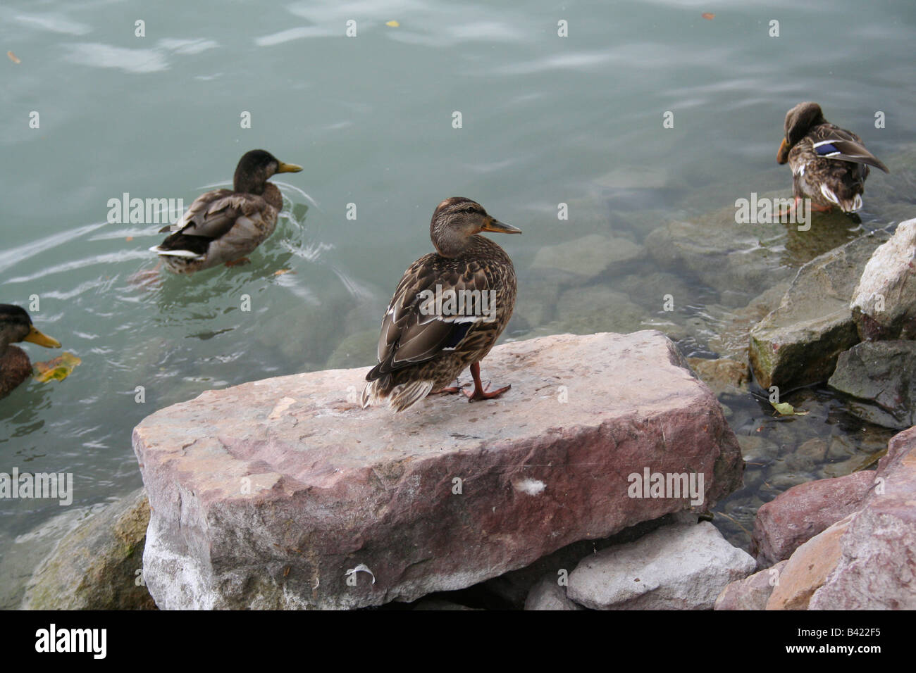 Duck on the rock Stock Photo - Alamy