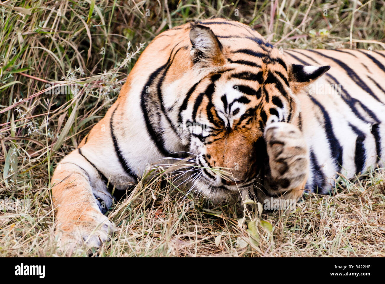Wild Tiger, Ranthambore National Park, Rajastan, India Stock Photo - Alamy