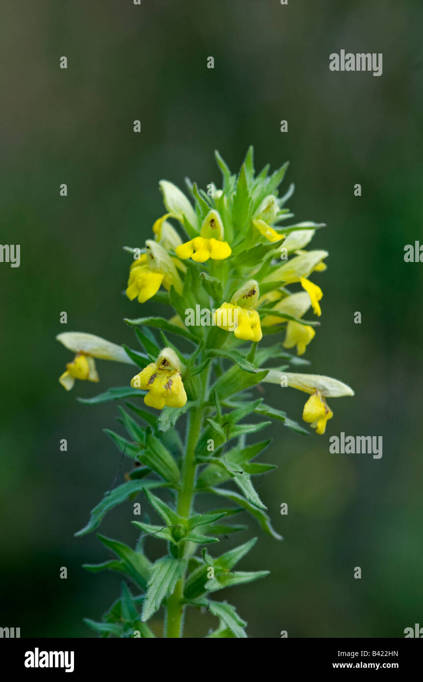 Figwort hi-res stock photography and images - Alamy