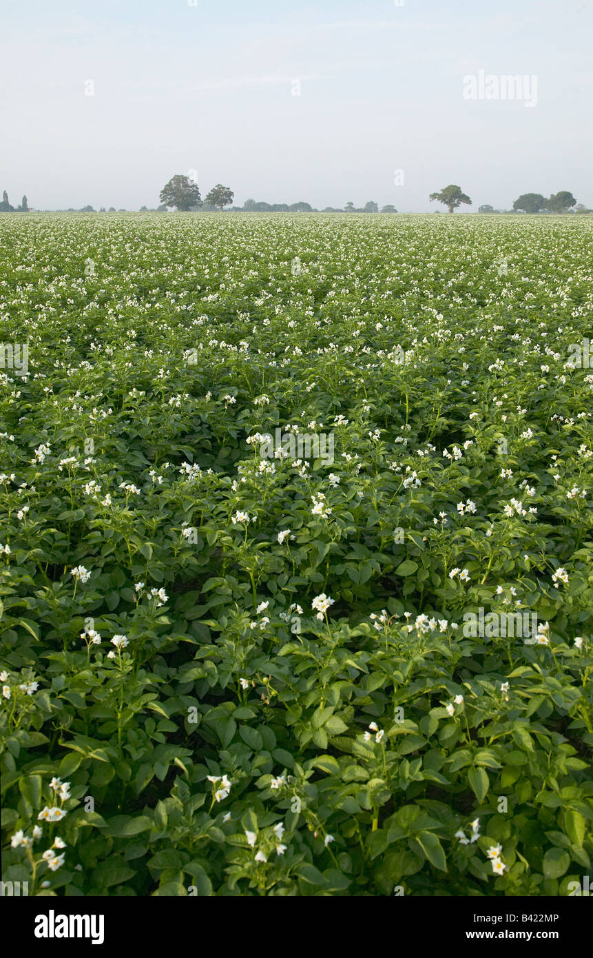 Field of potato crops in bloom Stock Photo - Alamy