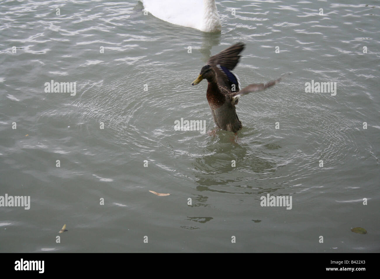 Duck landing on the water Stock Photo - Alamy