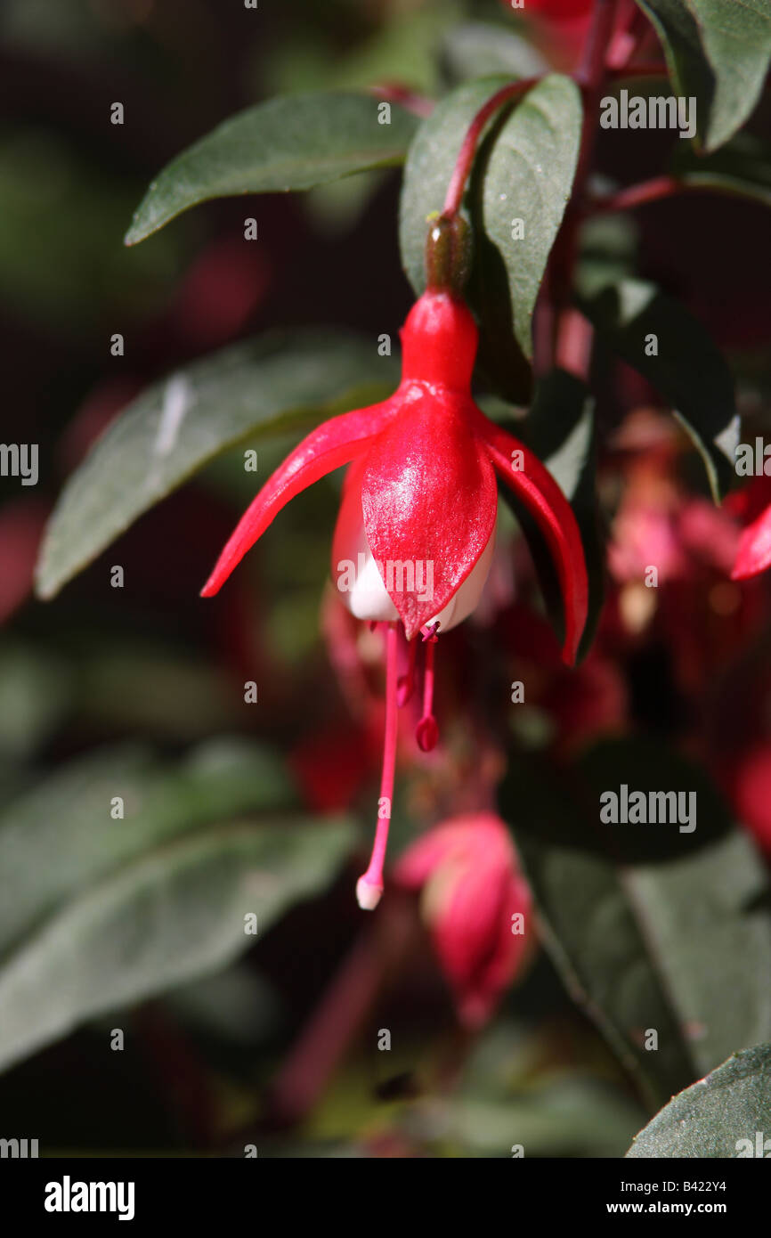 Light Pink Fuchsia High Resolution Stock Photography and Images - Alamy