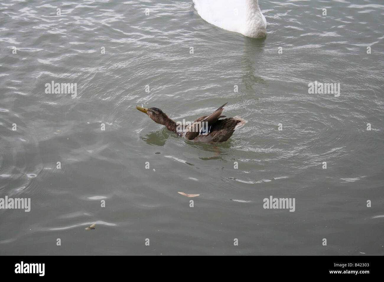 Duck landing on the water Stock Photo - Alamy