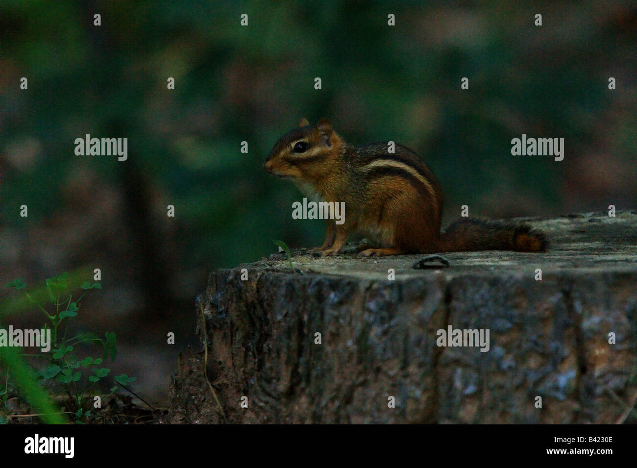 A chipmunk sitting on a stump Stock Photo - Alamy