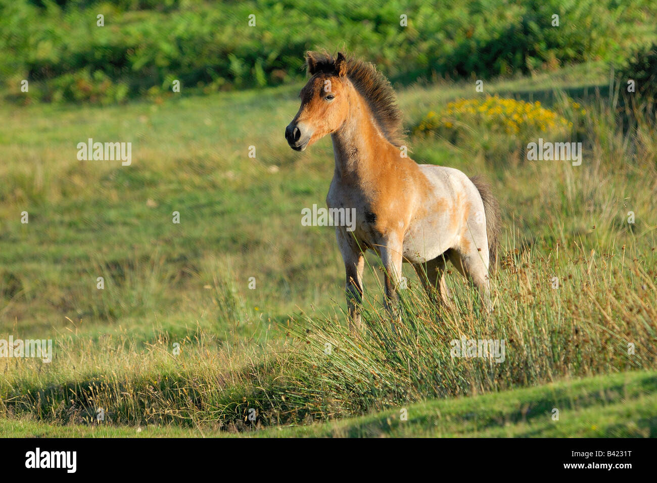 Single light brown Dartmoor Pony standing proudly upright looking alert ...