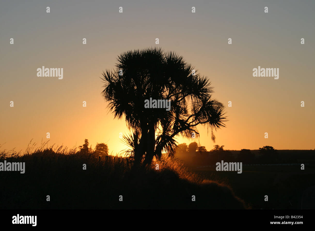 Cabbage tree silhouette hi-res stock photography and images - Alamy