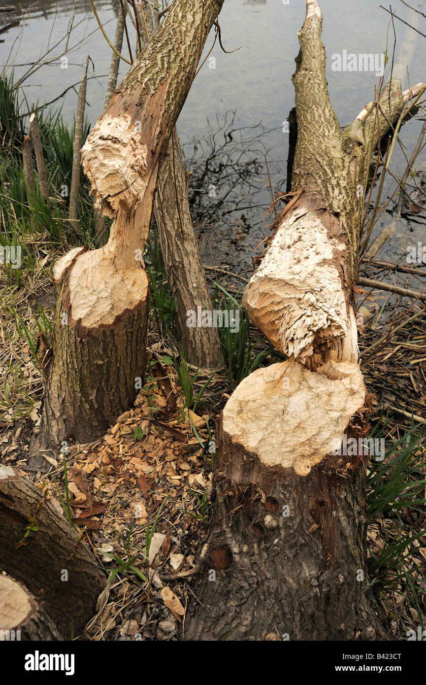Beaver felling tree hi-res stock photography and images - Alamy