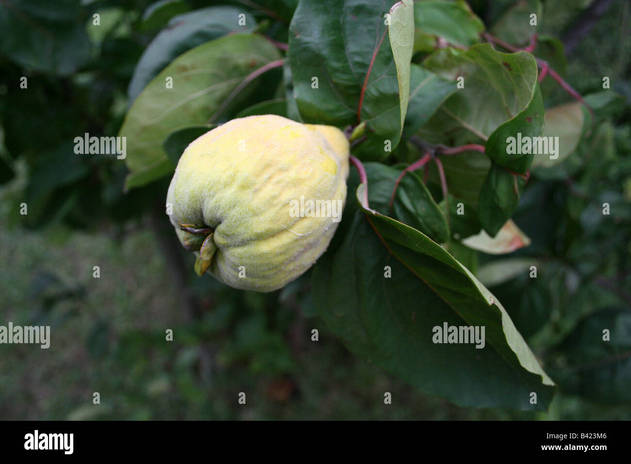 Quince on the tree Stock Photo - Alamy
